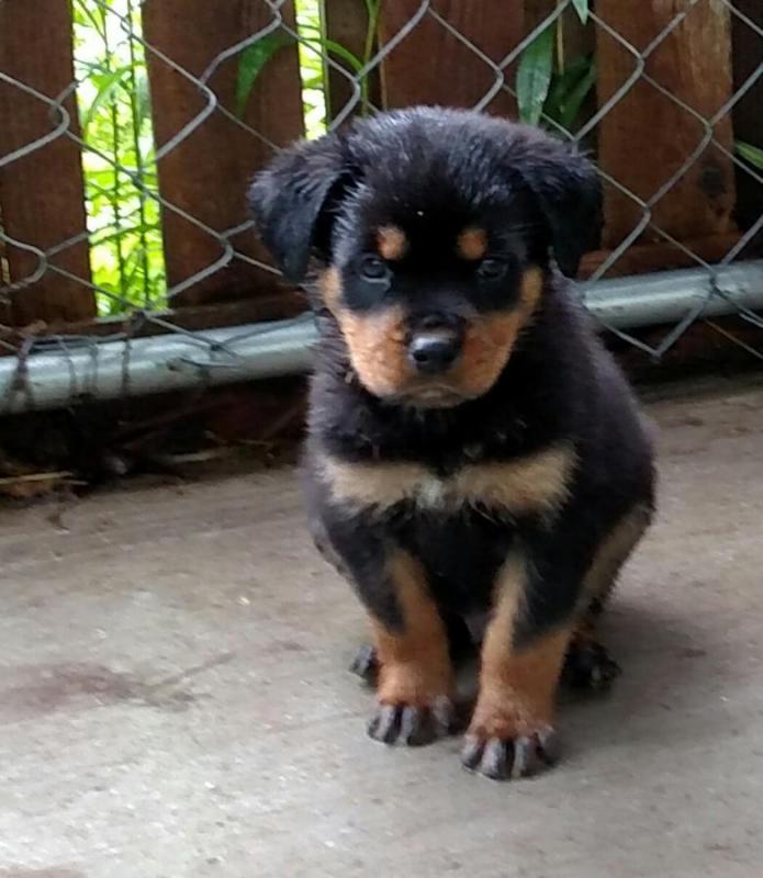 View Image #3 for Cute Male/Female CKC Rottweiler puppies for FREE ...